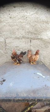 "garnizes nagasaki" no Brasil