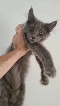 "maine coon" - Gatos no Brasil