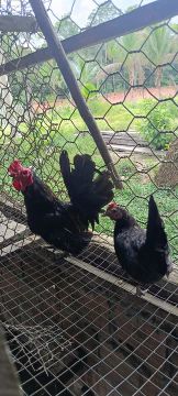 "galinhas garnizes" no Brasil