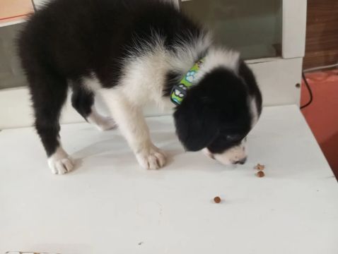 "bode filhote" no Brasil