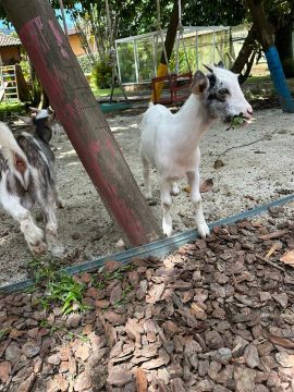 "mini cabras" no Brasil
