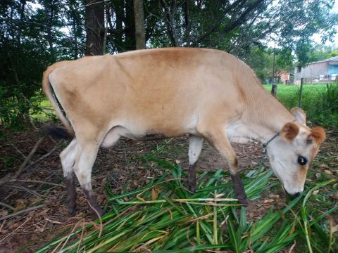 "vaca jersey" - Animais para agropecuária no Brasil
