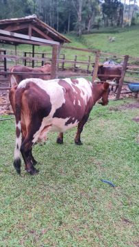 "mini vaca" - Animais para agropecuária no Brasil