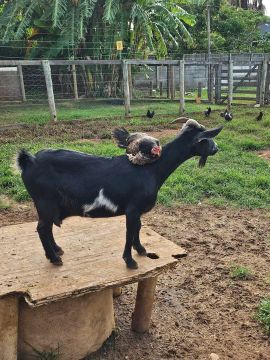 "mini cabras" no Brasil