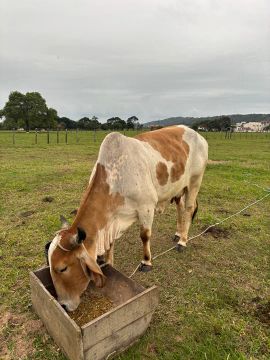 "vaca-leiteira" - Animais para agropecuária no Brasil