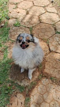 "spitz merle" - Cachorros no Brasil