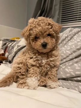 "poodle caramelo" - Cachorros no Brasil