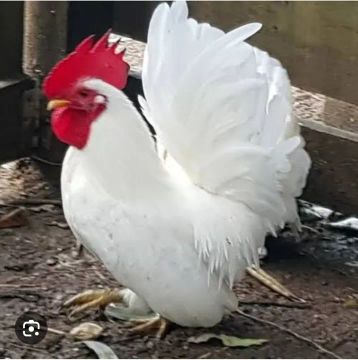 "garnizes nagasaki" no Brasil