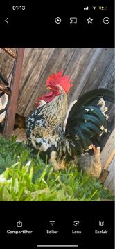 "garnizes nagasaki" no Brasil