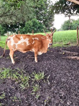 "mini vaca" - Animais para agropecuária no Brasil