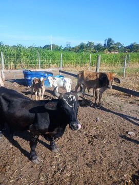"mini vaca" - Animais para agropecuária no Brasil