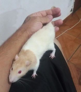 "rato twister venda" - Roedores no Brasil