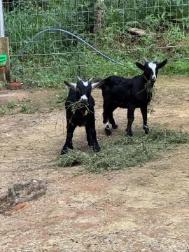 "mini cabras" no Brasil