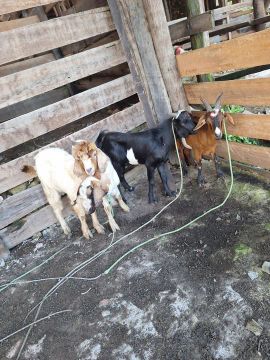 "bode filhote" no Brasil