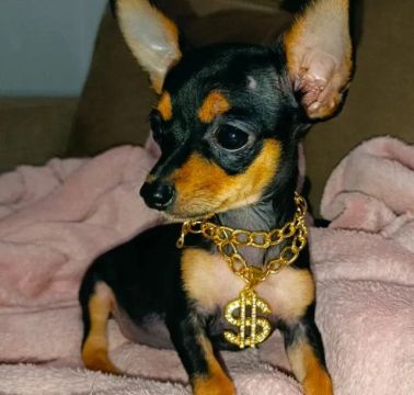 "pinscher 0" - Cachorros no Brasil