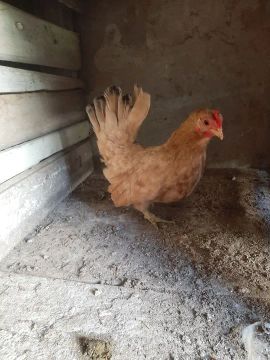 "galinhas garnizes" no Brasil