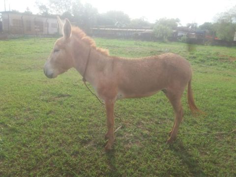 "jumentos" no Brasil