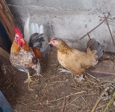 "mini garnizes" no Brasil