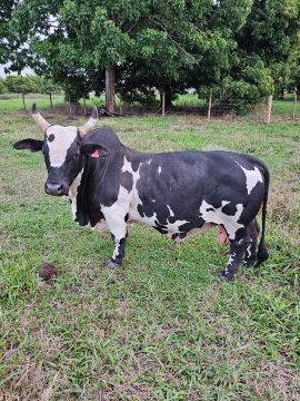 "boi mini boi" - Animais para agropecuária no Brasil