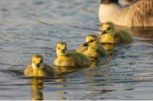 "filhotes de patos" - Outros animais no Brasil