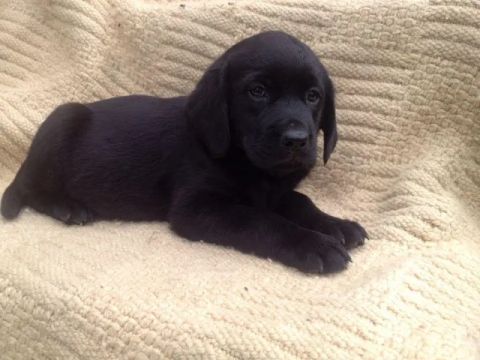 "labrador preto femea" - Cachorros no Brasil