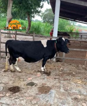 "mini vaca" - Animais para agropecuária no Brasil