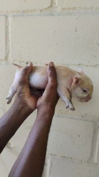 "mini pig" no Brasil