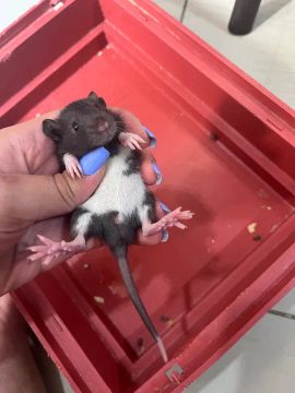 "rato twister venda" - Roedores no Brasil