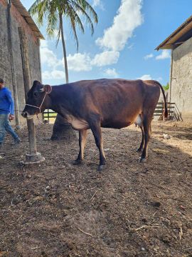 "vaca jersey" - Animais para agropecuária no Brasil