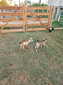 "mini cabras" no Brasil