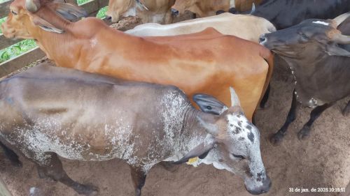 "vacas de cria" no Brasil