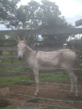 "jumentos" no Brasil
