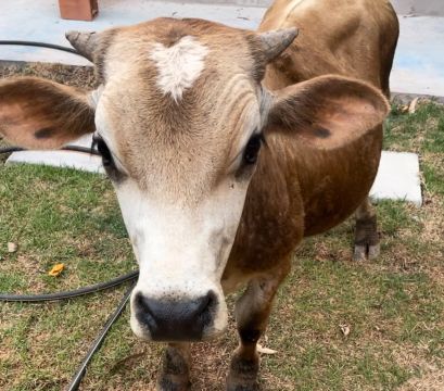 "boi mini boi" - Animais para agropecuária no Brasil