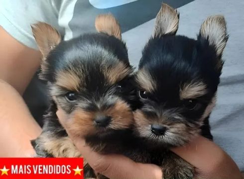 "yorkshire terrier mini" - Cachorros no Brasil