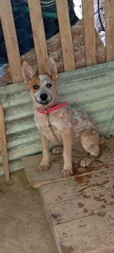 "filhotes de red heeler" - Cachorros no Brasil