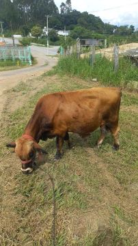 "boi mini boi" - Animais para agropecuária no Brasil