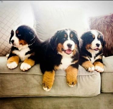 "filhotes de bernese" - Cachorros no Brasil