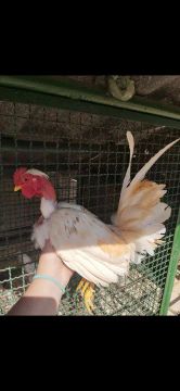 "mini garnizes" no Brasil