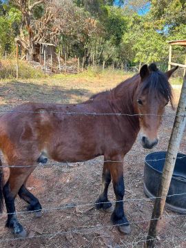 "mini ponei" no Brasil