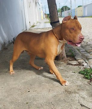 "cachorros pit monster" - Cachorros no Brasil