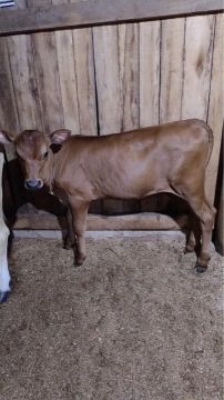 "mini vaca" - Animais para agropecuária no Brasil