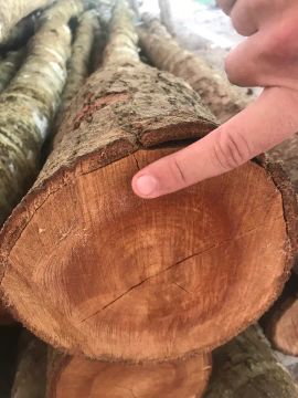 "tora de madeira" no Brasil