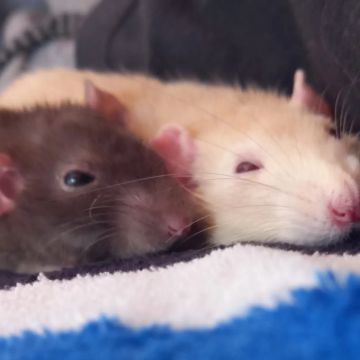 "rato twister venda" - Roedores no Brasil