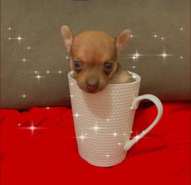 "pinscher 00 miniatura" - Cachorros no Brasil