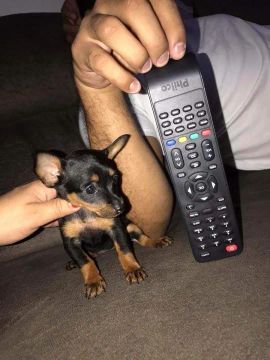 "pinscher 00 miniatura" - Cachorros no Brasil