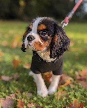 "king cavalier" no Brasil