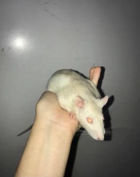 "rato twister venda" - Roedores no Brasil