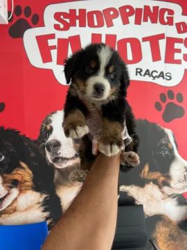 "filhotes de bernese" - Cachorros no Brasil