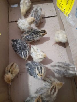 "filhotes de codornas" - Outros animais no Brasil