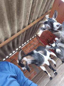 "mini cabras" no Brasil